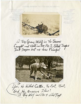 New words for trapping: a 1903 ad | Chinook Jargon