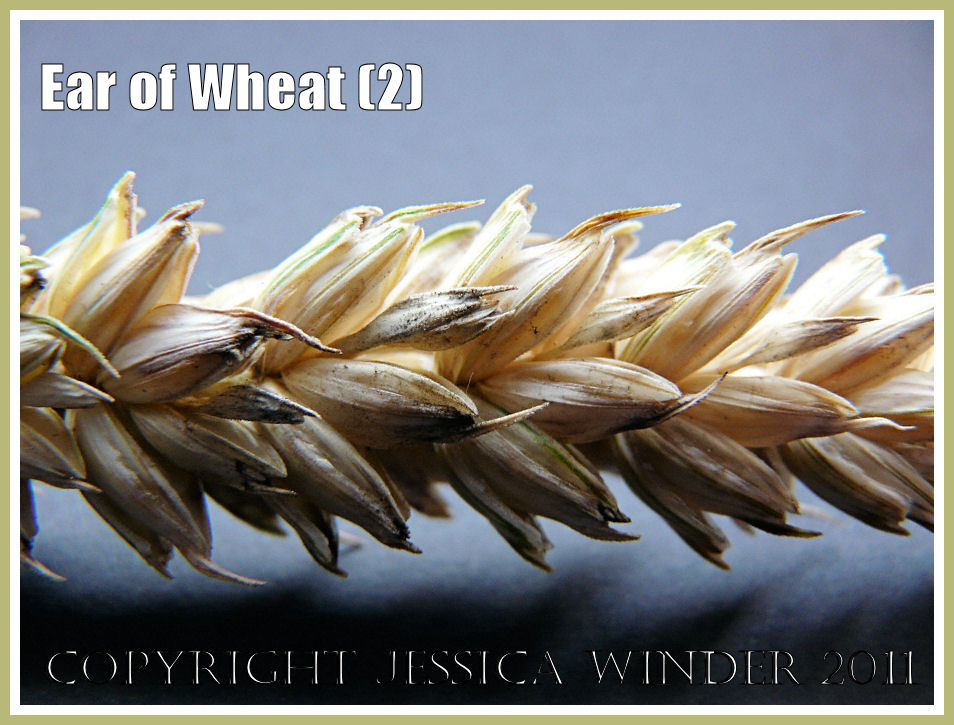 ‘Ear of corn’ in Jargon? | Chinook Jargon